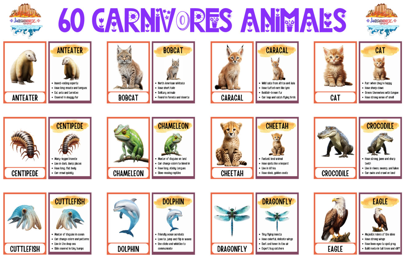 Flashcards: 60 Carnivorous Animals - Teacher Heng: Insightful Educator