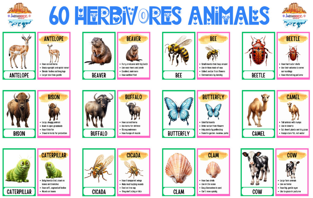 Flashcards: 60 Herbivorous Animals - Teacher Heng: Insightful Educator